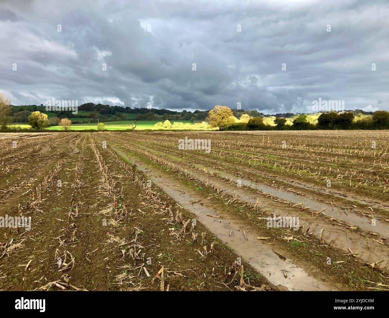 Storm clouds over waterlogged field of maize stubble with sunlight on ...
