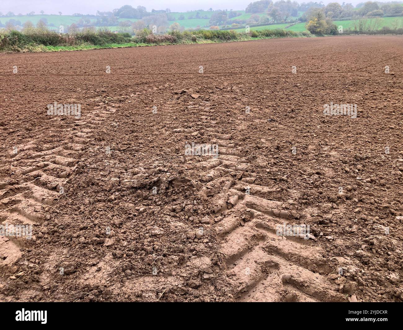 Tractor tyre tracks leaving muddy field after ploughing, Somerset ...