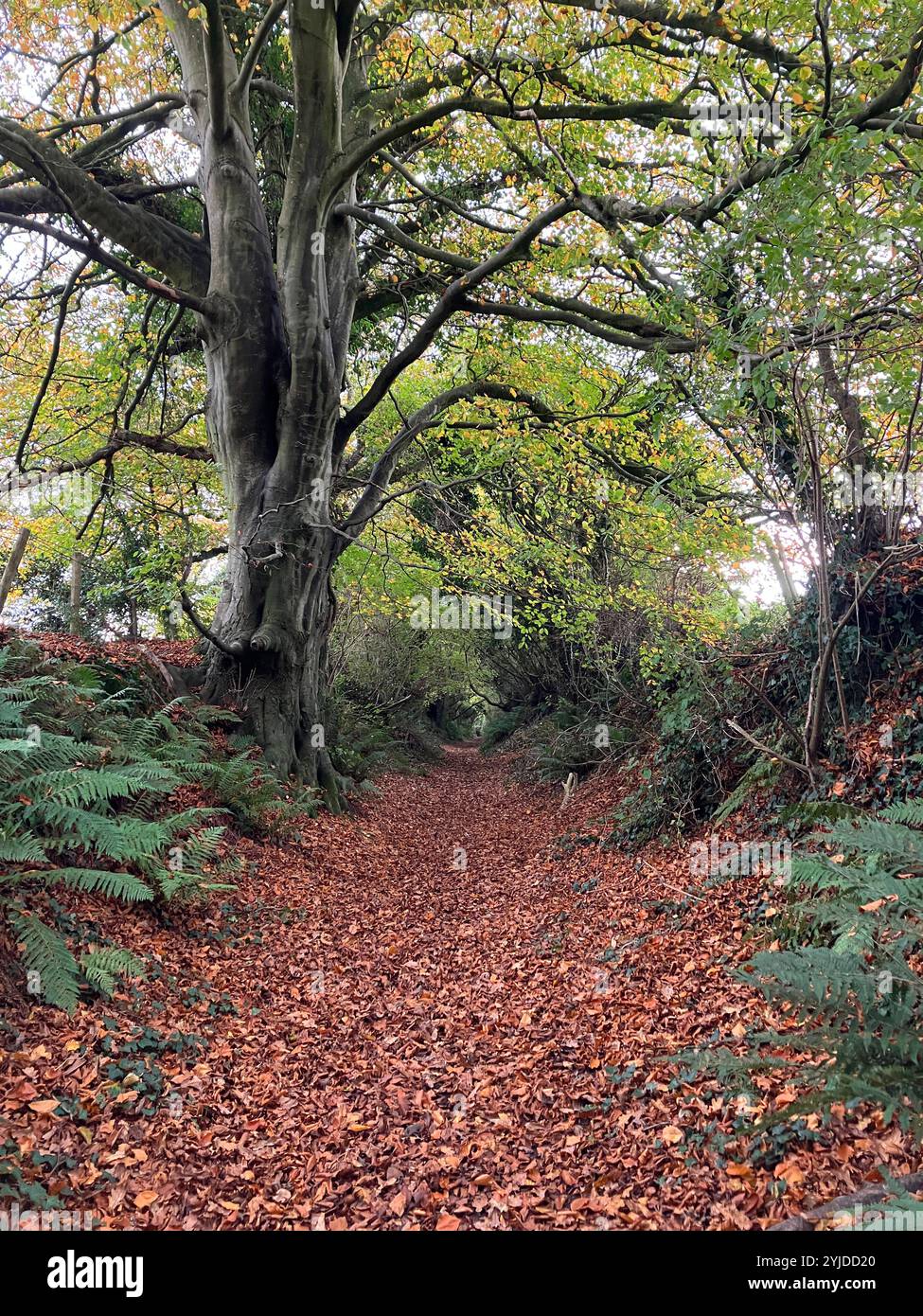 Sunken way hi-res stock photography and images - Alamy