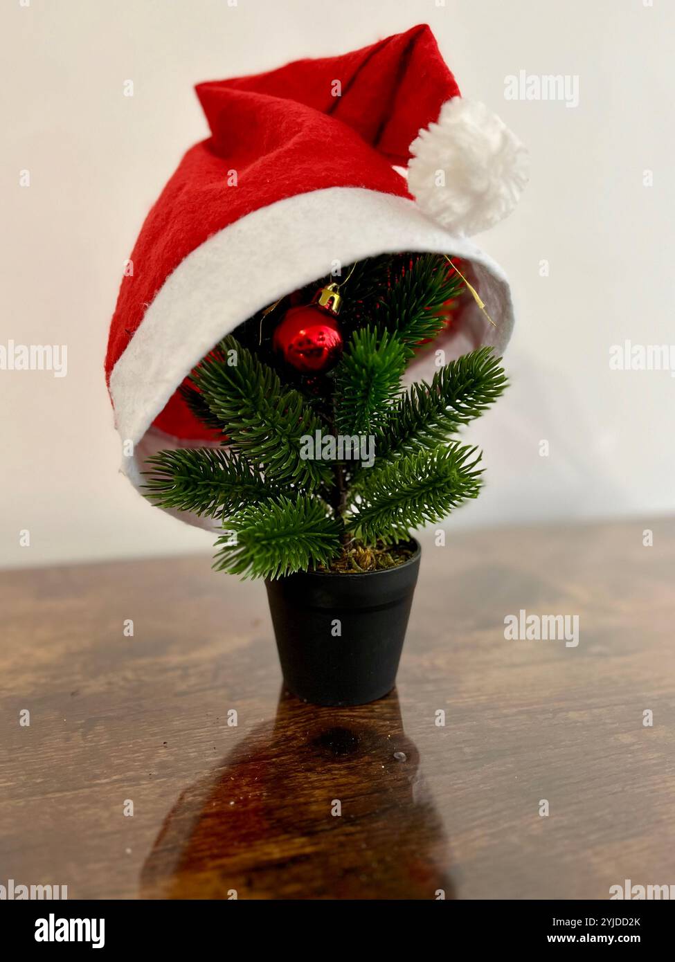 One small Christmas tree with santa hat on colored Stock Photo - Alamy