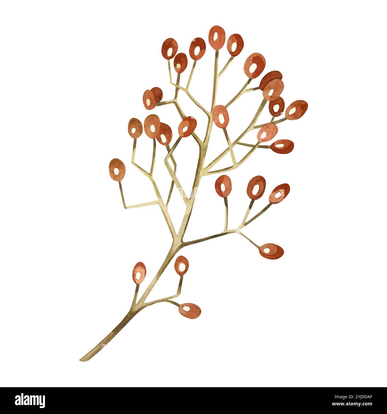 Viburnum berry on a branch. Berries, viburnum hand-drawn with ...