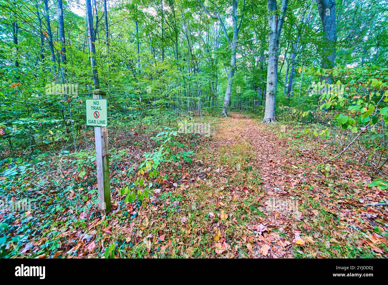 Forest Warning Sign with Gas Line Alert in Autumn Woods Eye Level View ...