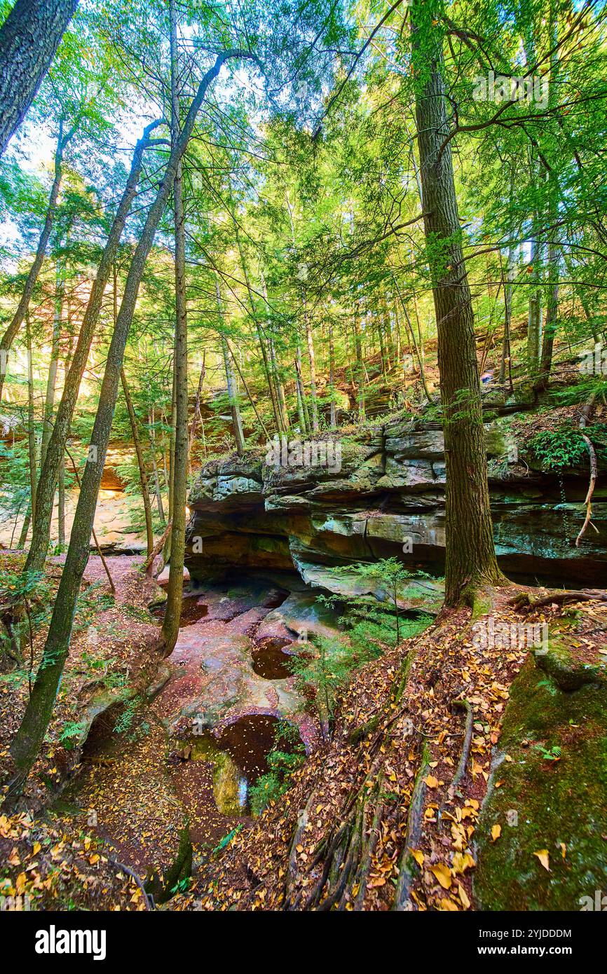 Lush Forest Canopy with Mossy Rocks Hocking Hills Eye-Level View Stock ...