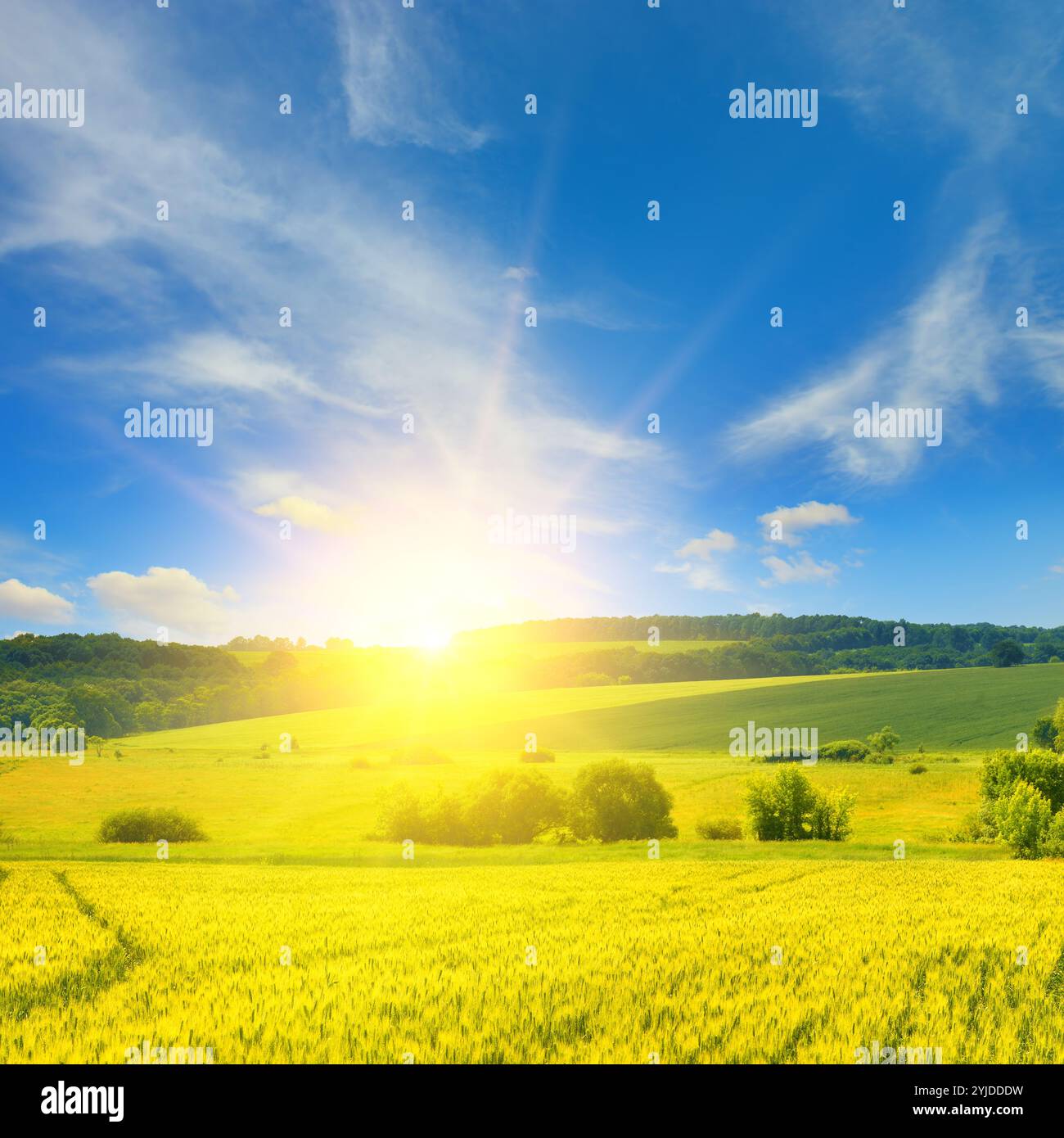 Field of spring wheat sunrise hi-res stock photography and images - Alamy