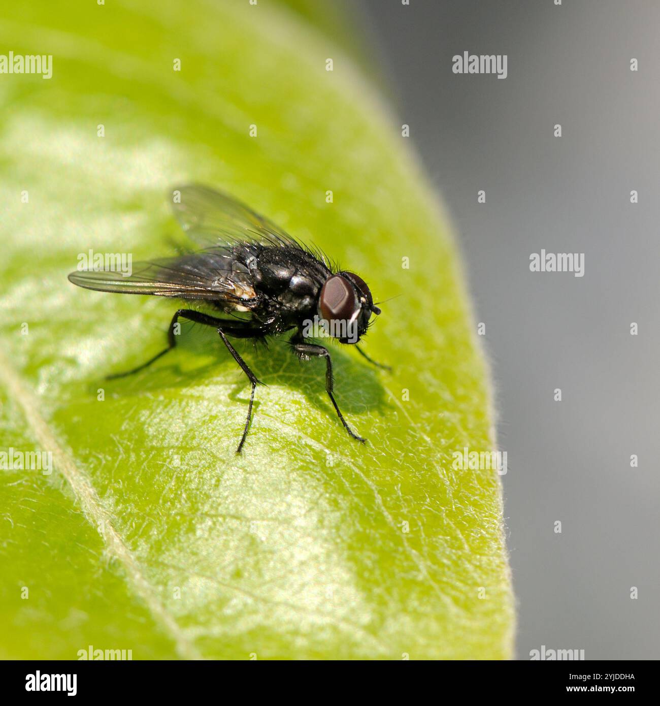 Closeup large leaf common hi-res stock photography and images - Alamy