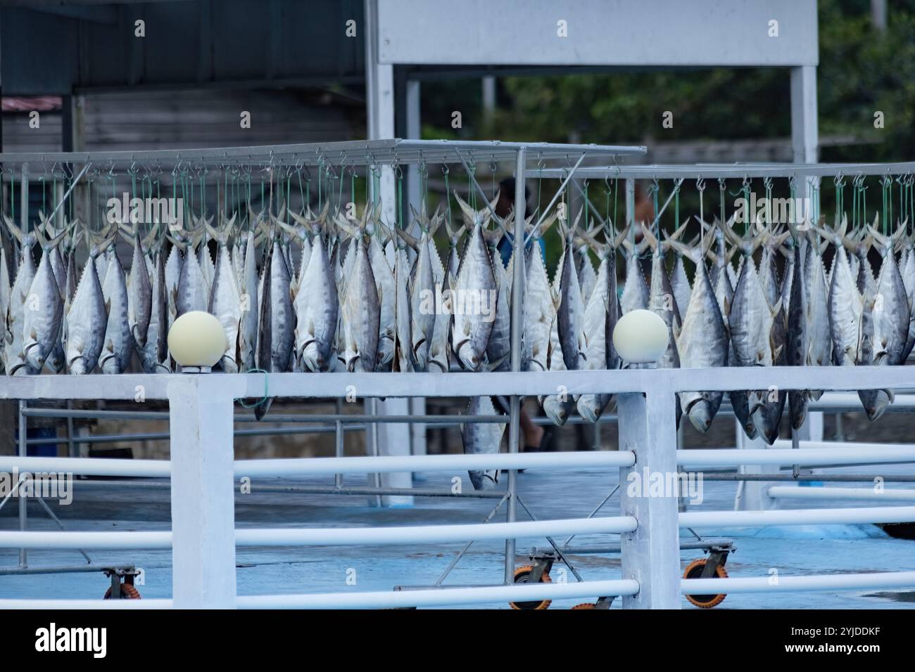 Dry fish on the sun in fishing village Borneo Malaysia Stock Photo - Alamy