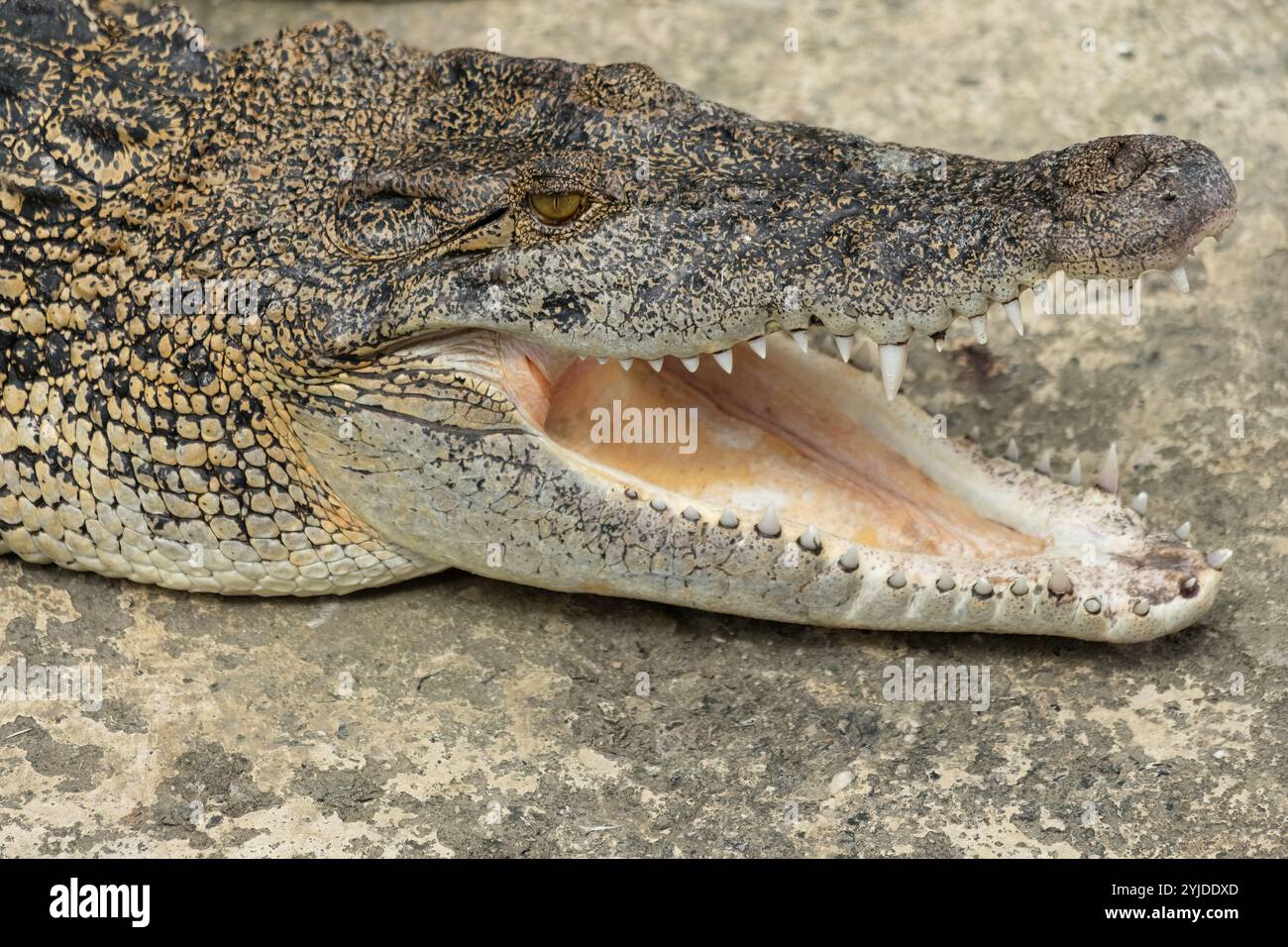 Detailed top down view hi-res stock photography and images - Alamy