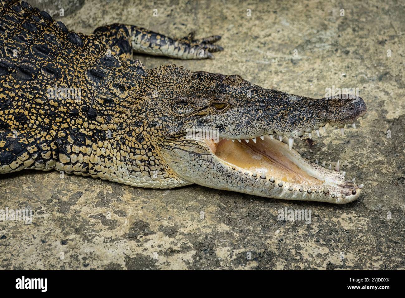Detailed top down view hi-res stock photography and images - Alamy
