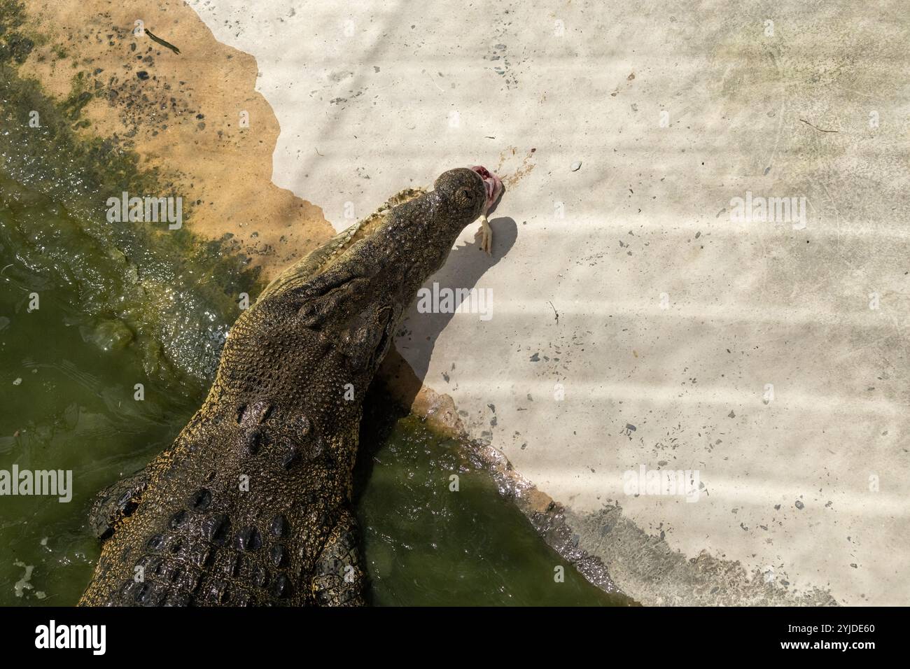 Crocodile eating whole raw chicken Stock Photo - Alamy