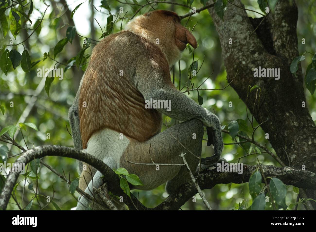 Male Proboscis Monkey in Borneo rainforest Sandakan Malaysia Stock ...