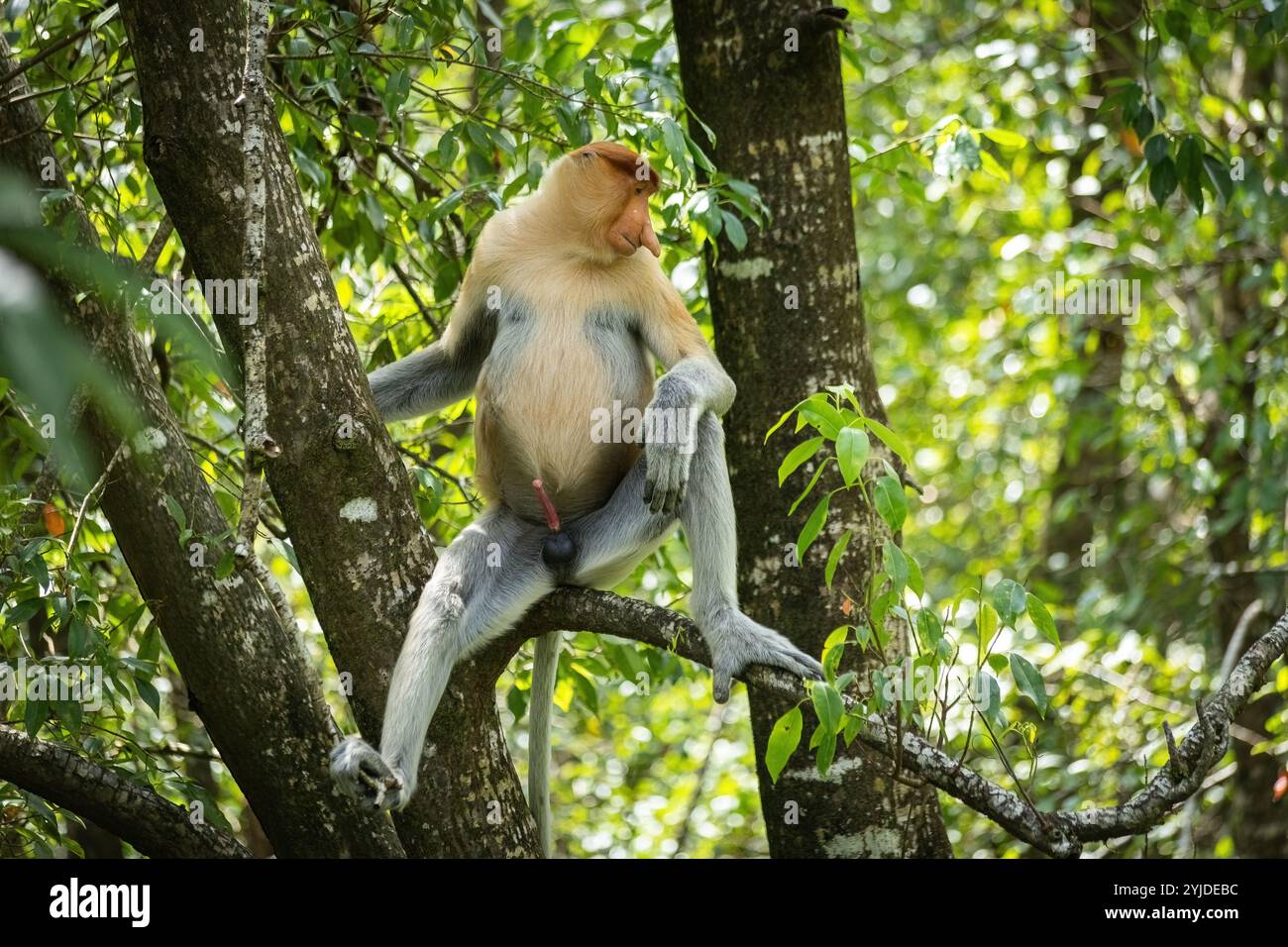 Male Proboscis Monkey in Borneo rainforest Sandakan Malaysia Stock ...