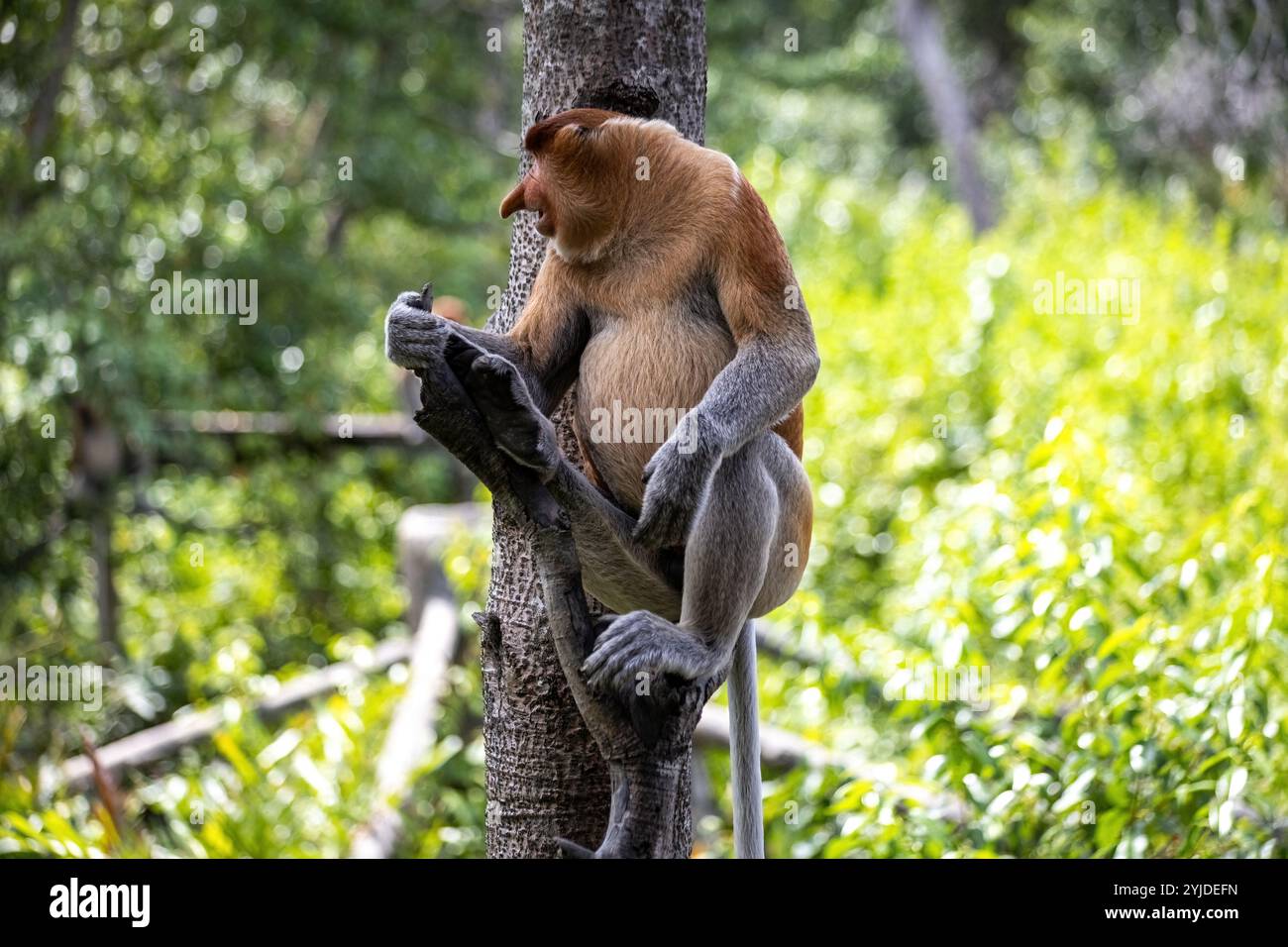 Male Proboscis Monkey in Borneo rainforest Sandakan Malaysia Stock ...