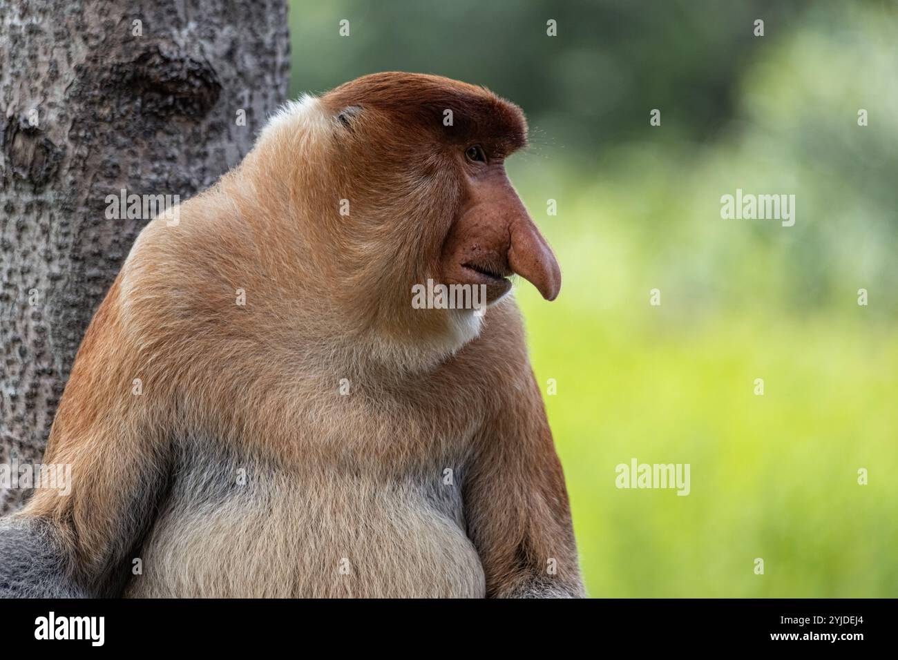 Male Proboscis Monkey in Borneo rainforest Sandakan Malaysia Stock ...