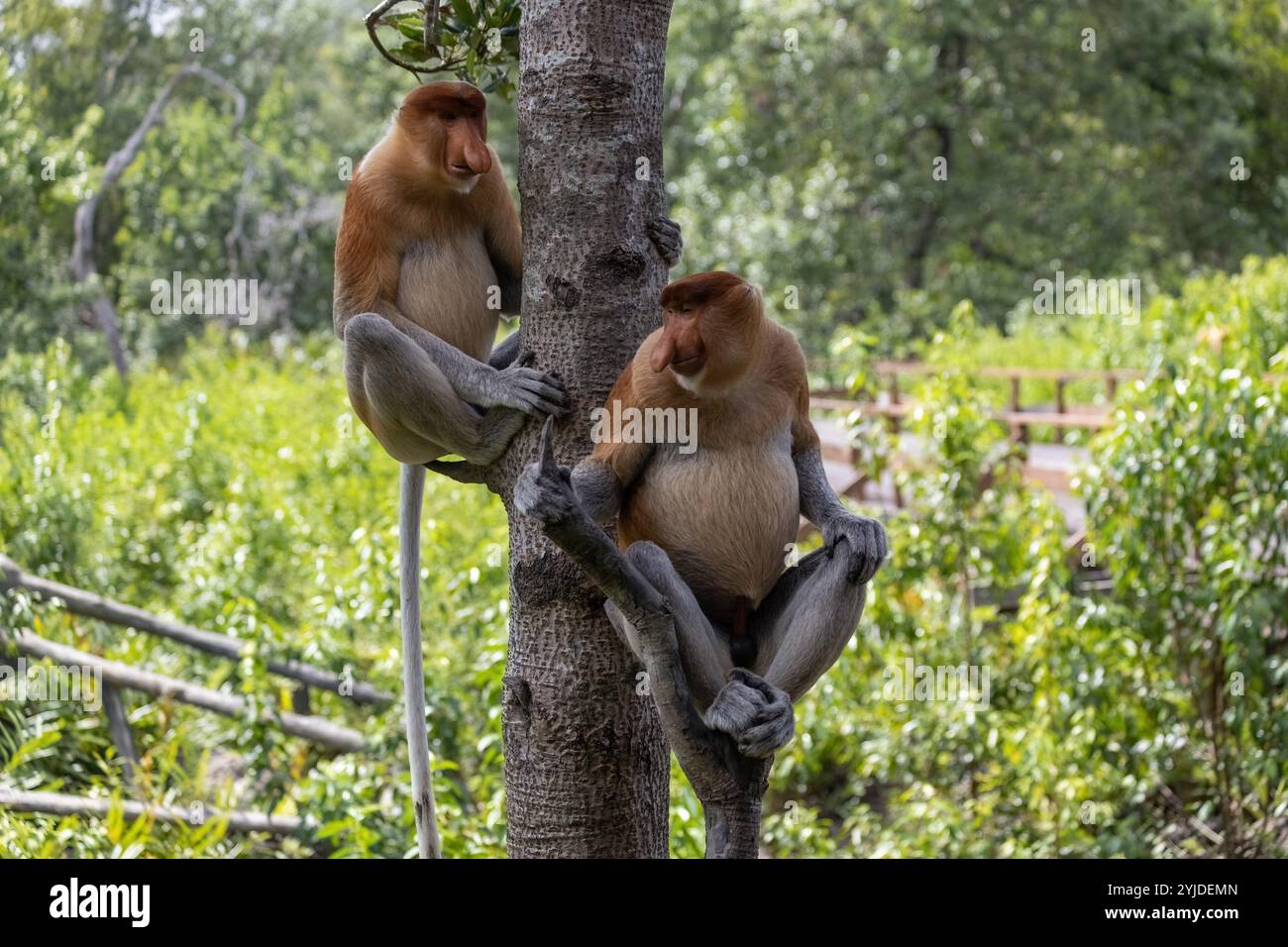 Two cute Proboscis Monkey in Borneo rainforest Sandakan Malaysia Stock ...