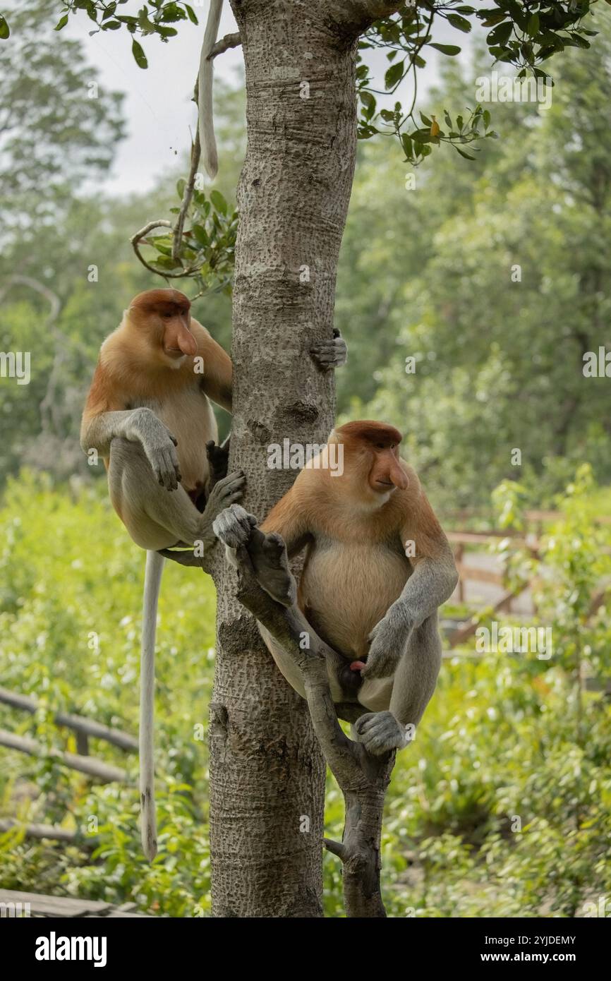 Two cute Proboscis Monkey in Borneo rainforest Sandakan Malaysia Stock ...