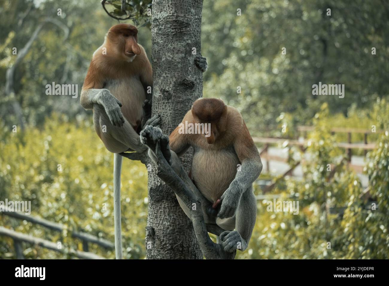 Two cute Proboscis Monkey in Borneo rainforest Sandakan Malaysia Stock ...