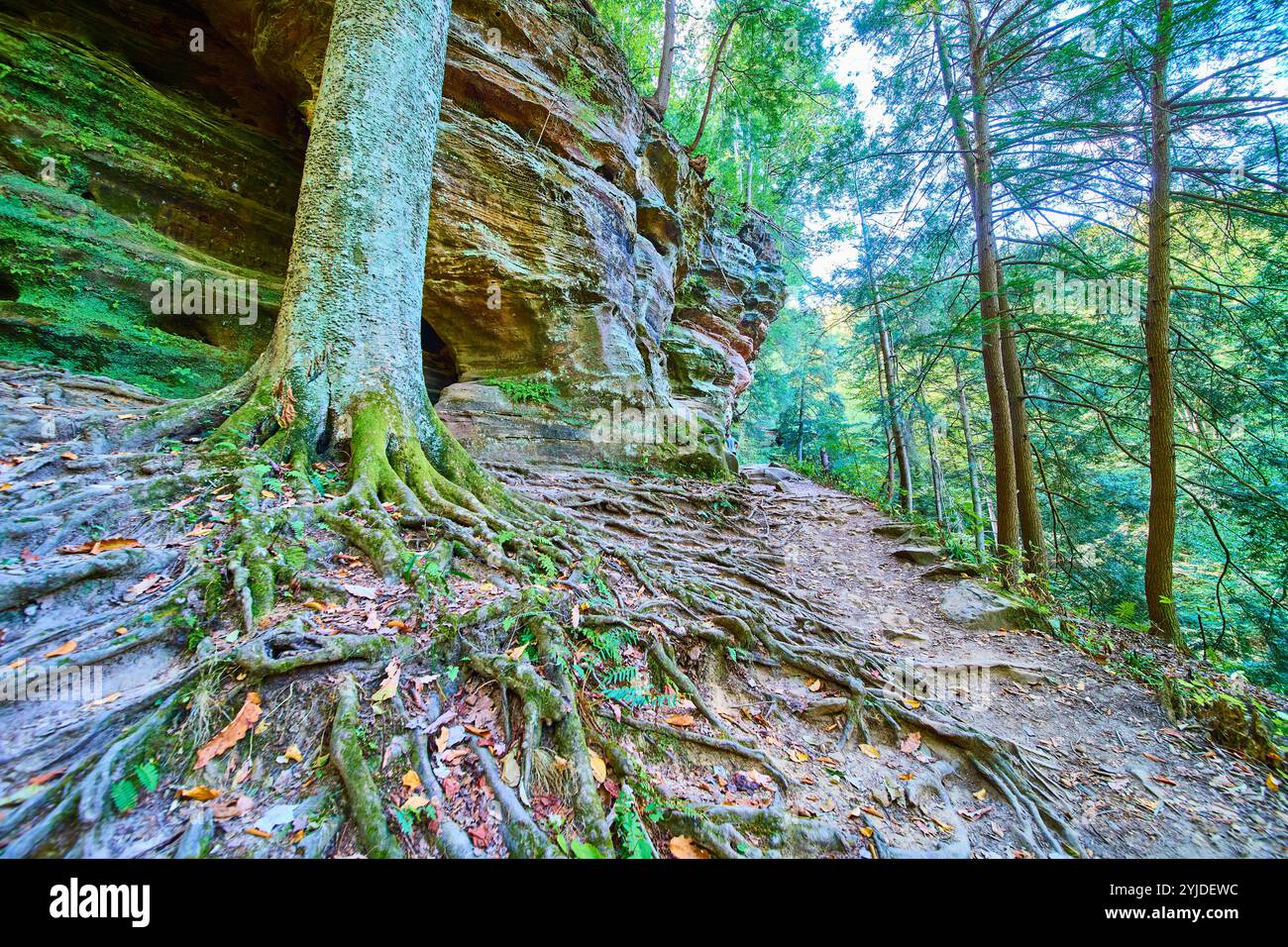 Majestic Roots and Forest Path in Hocking Hills Eye Level View Stock ...