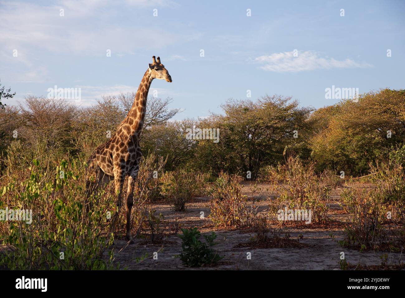 Giraffa giraffa hi-res stock photography and images - Alamy