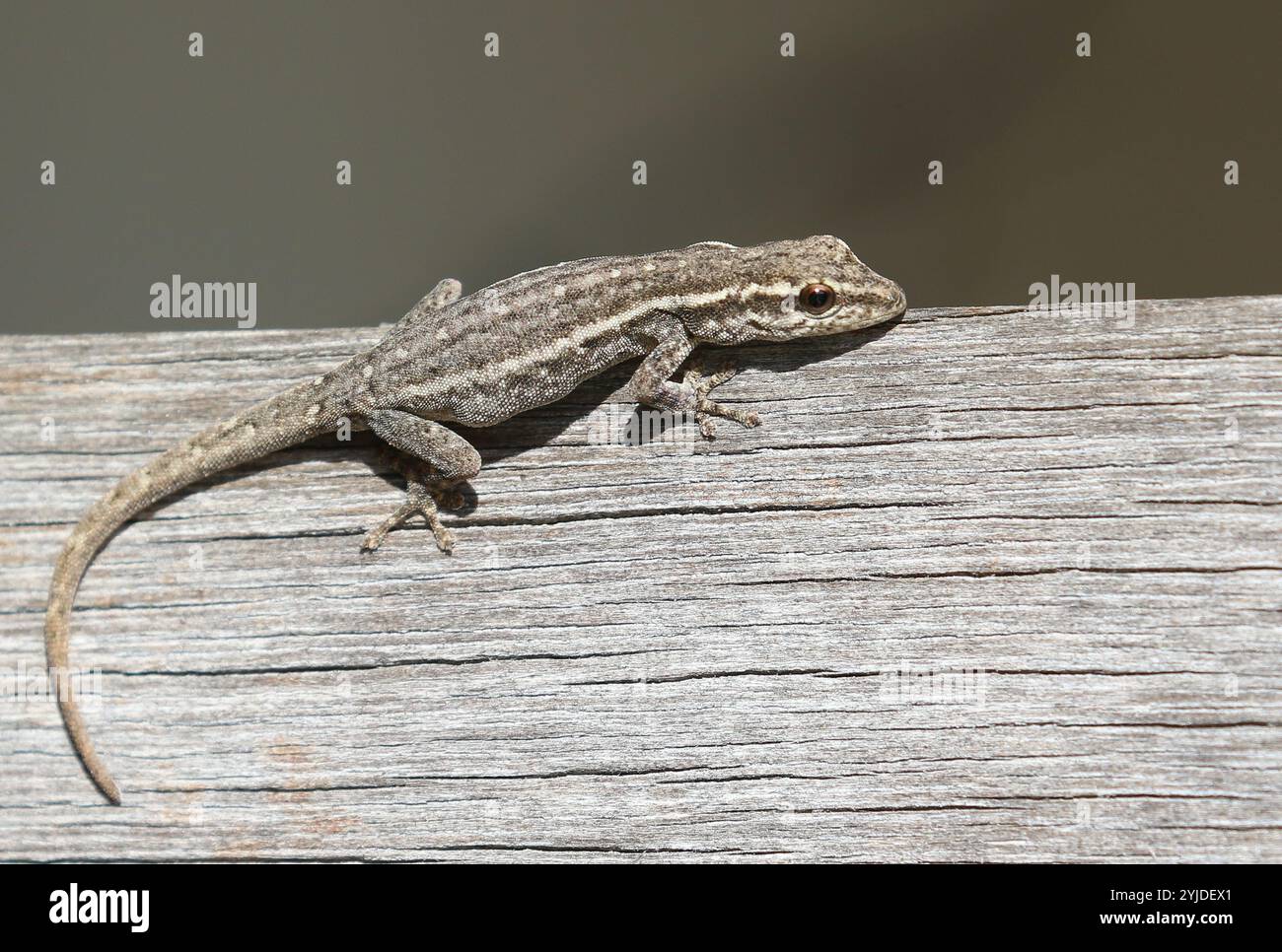 Cape Dwarf Gecko - Lygodactylus capensis at the Capetown Waterfront ...