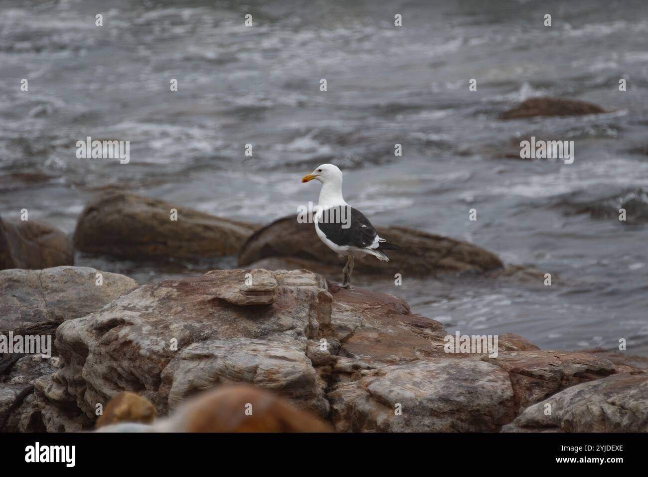 Kelp gull south africa hi-res stock photography and images - Alamy