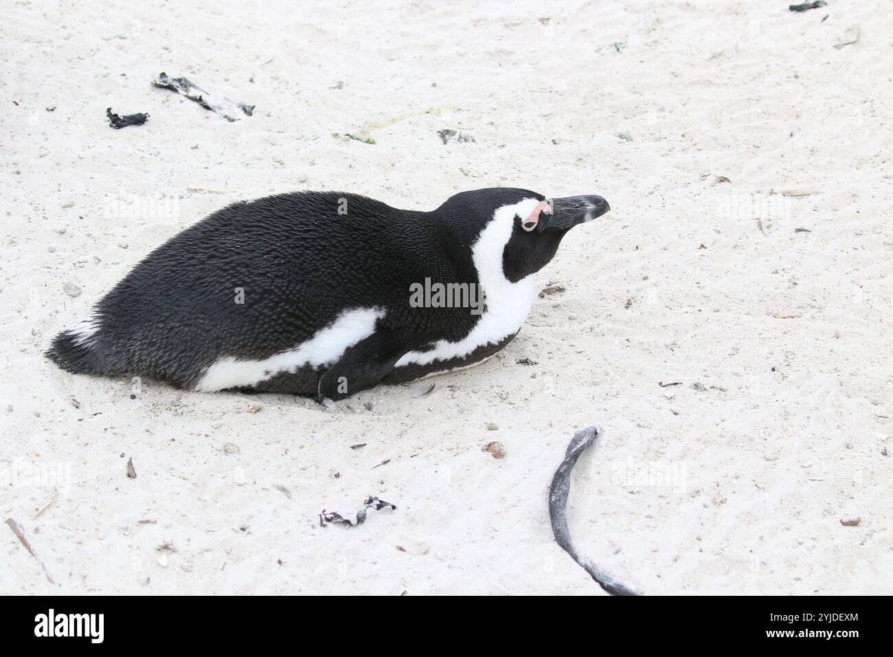 African penguin fish south africa hi-res stock photography and images ...