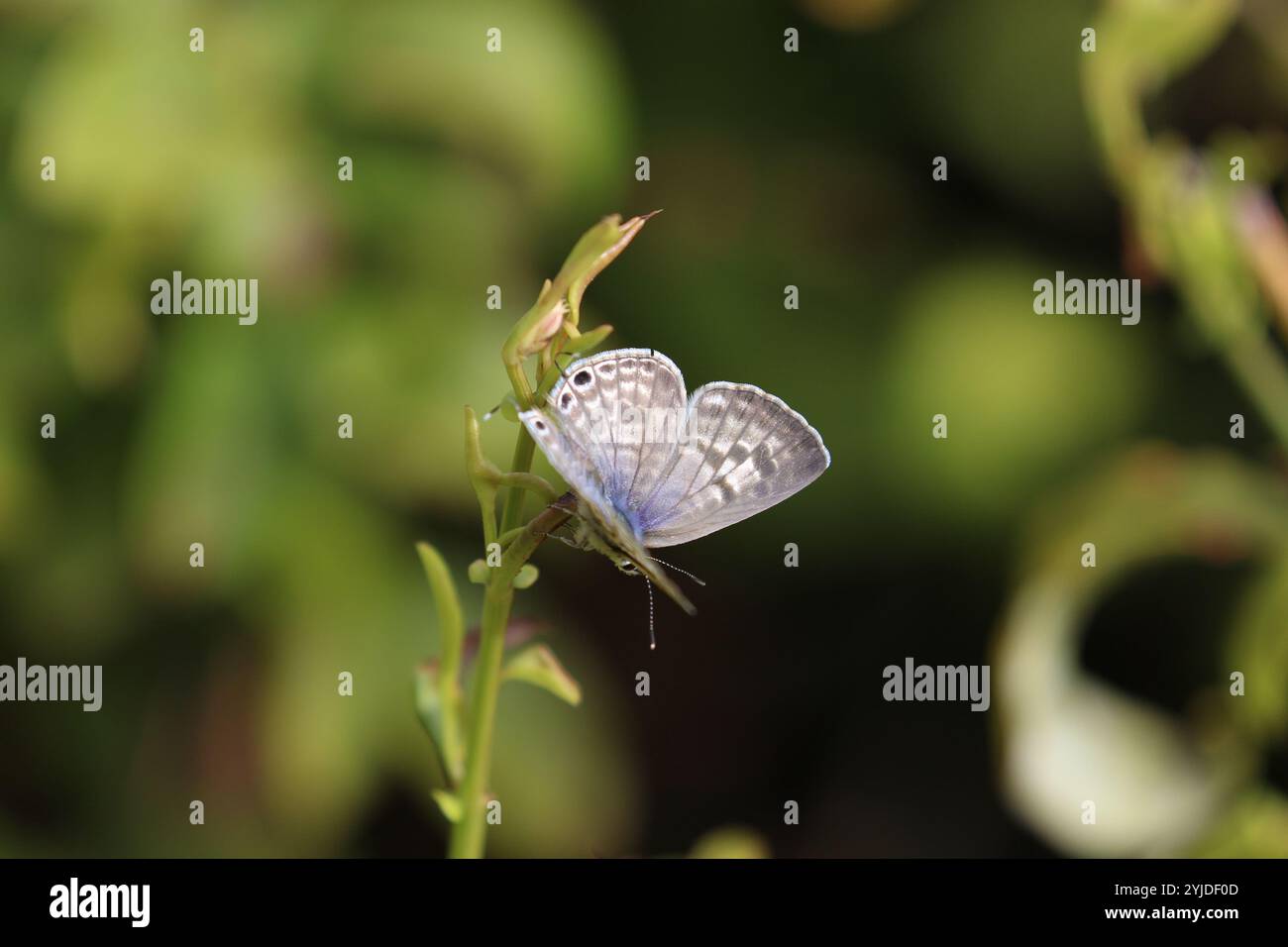 Common Zebra Blue or Lang's Short-tailed Blue Butterfly female ...