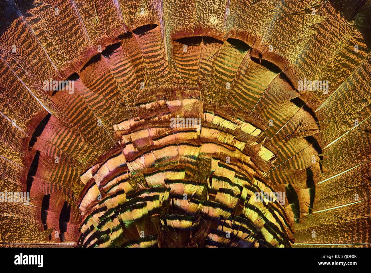 Vibrant feather patterns hi-res stock photography and images - Alamy
