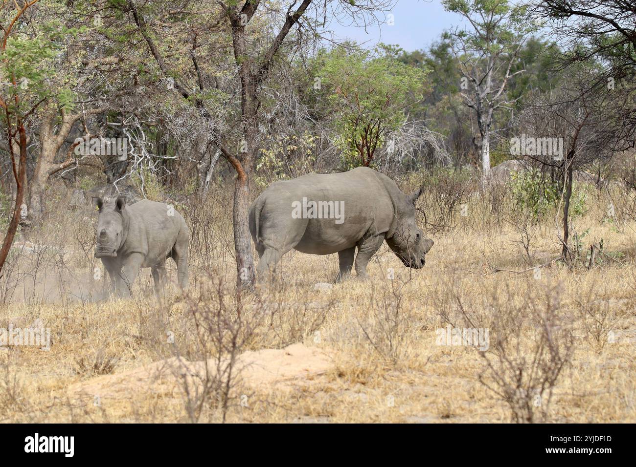 Southern White Rhinoceros or Square-lipped Rhinoceros - Ceratotherium ...