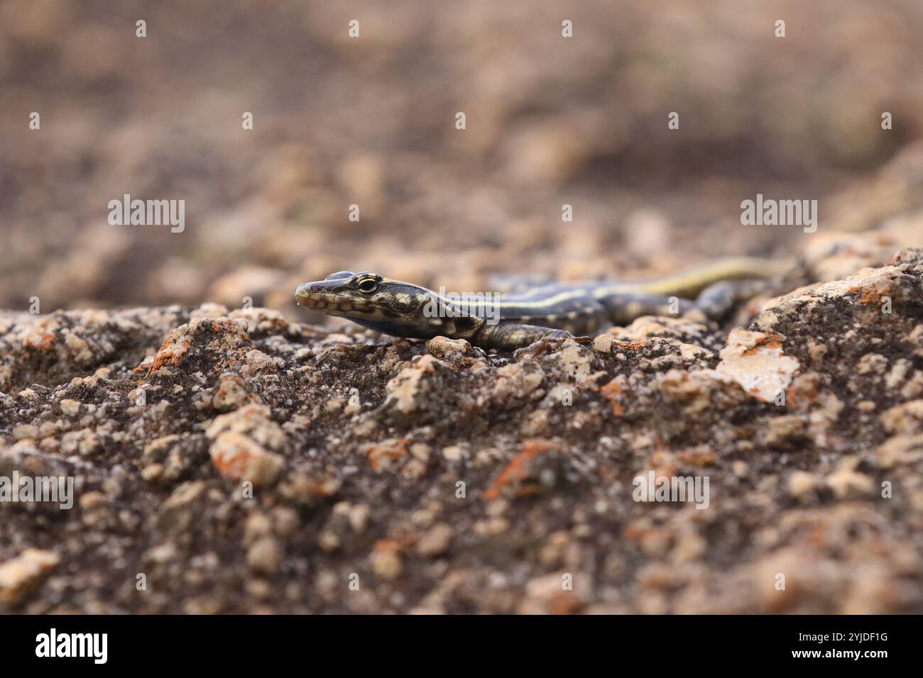 Rainbow Lizard or Common Flat Lizard female - Platysaurus intermedius ...