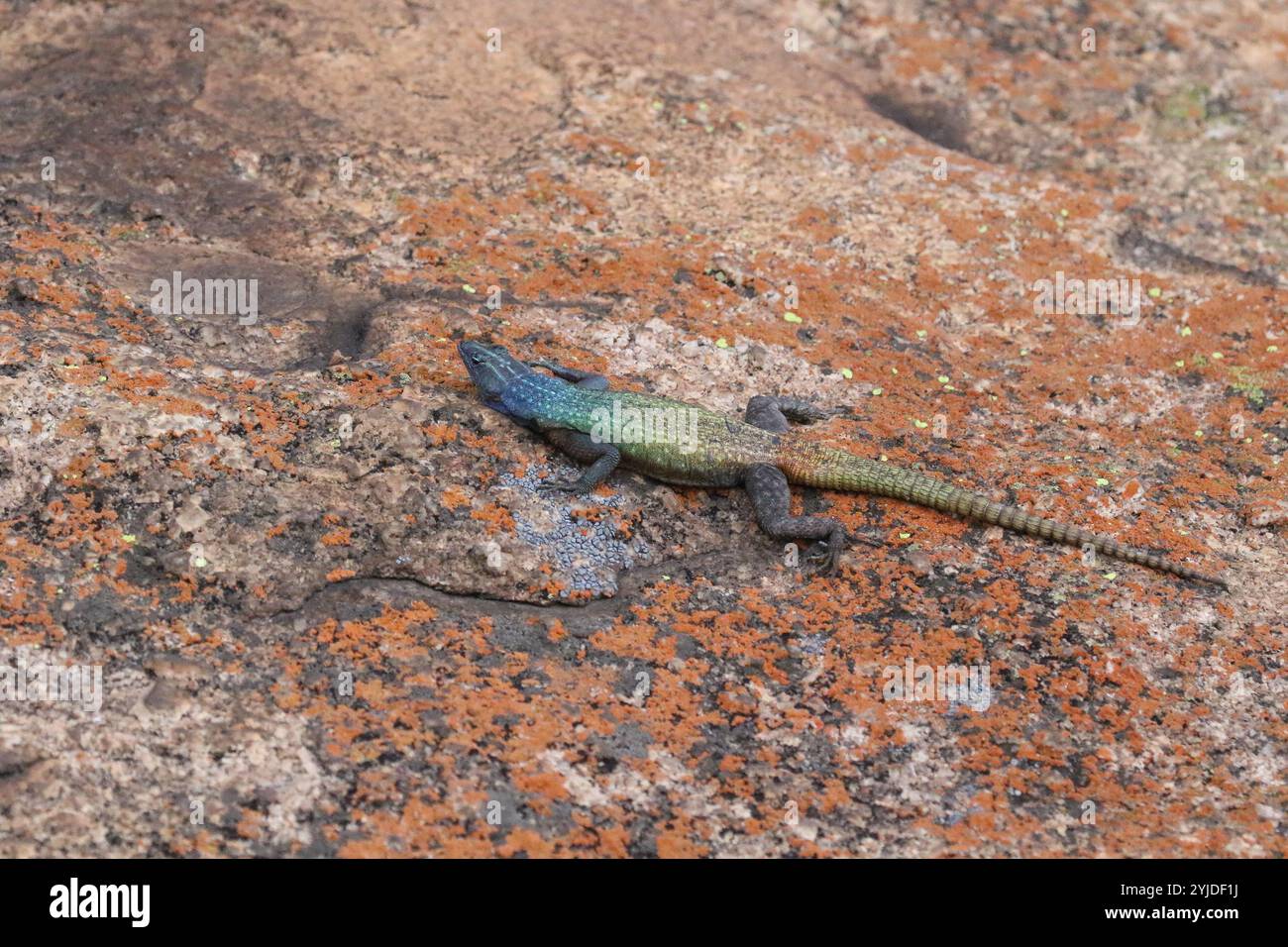 Rainbow Lizard or Common Flat Lizard male - Platysaurus intermedius ...