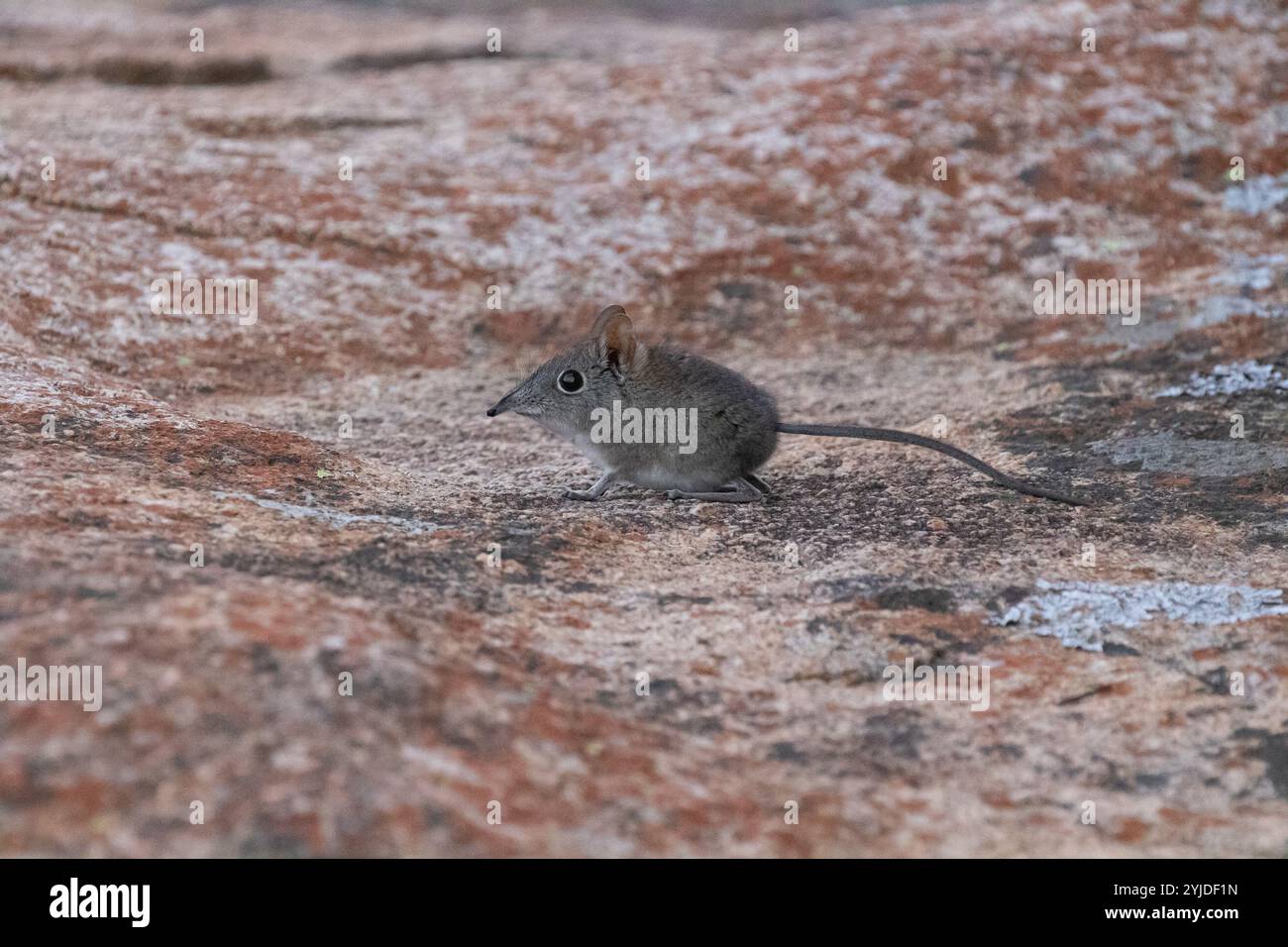 Small quadruped predator hi-res stock photography and images - Alamy