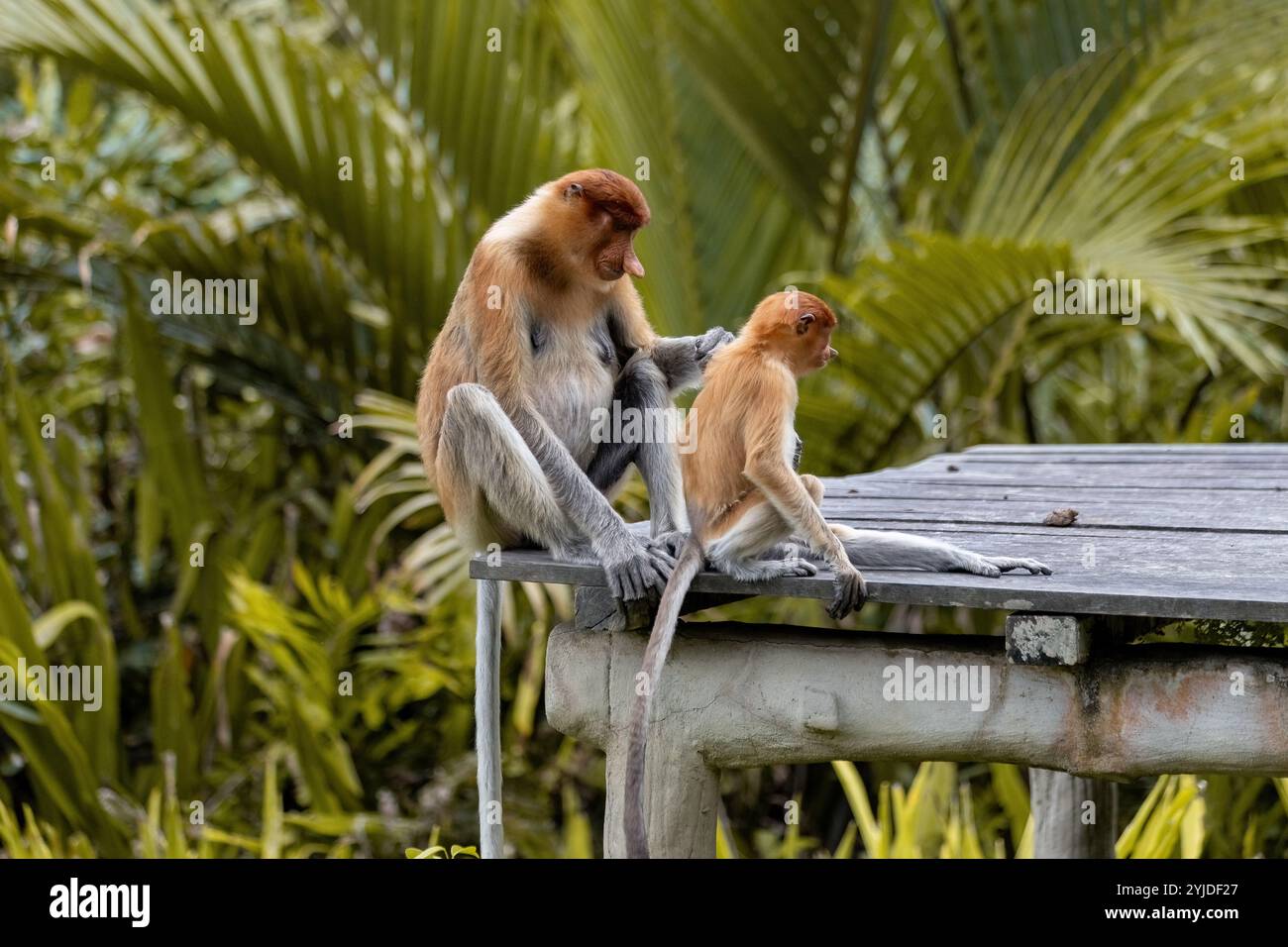 Two cute Proboscis Monkey in Borneo rainforest Sandakan Malaysia Stock ...