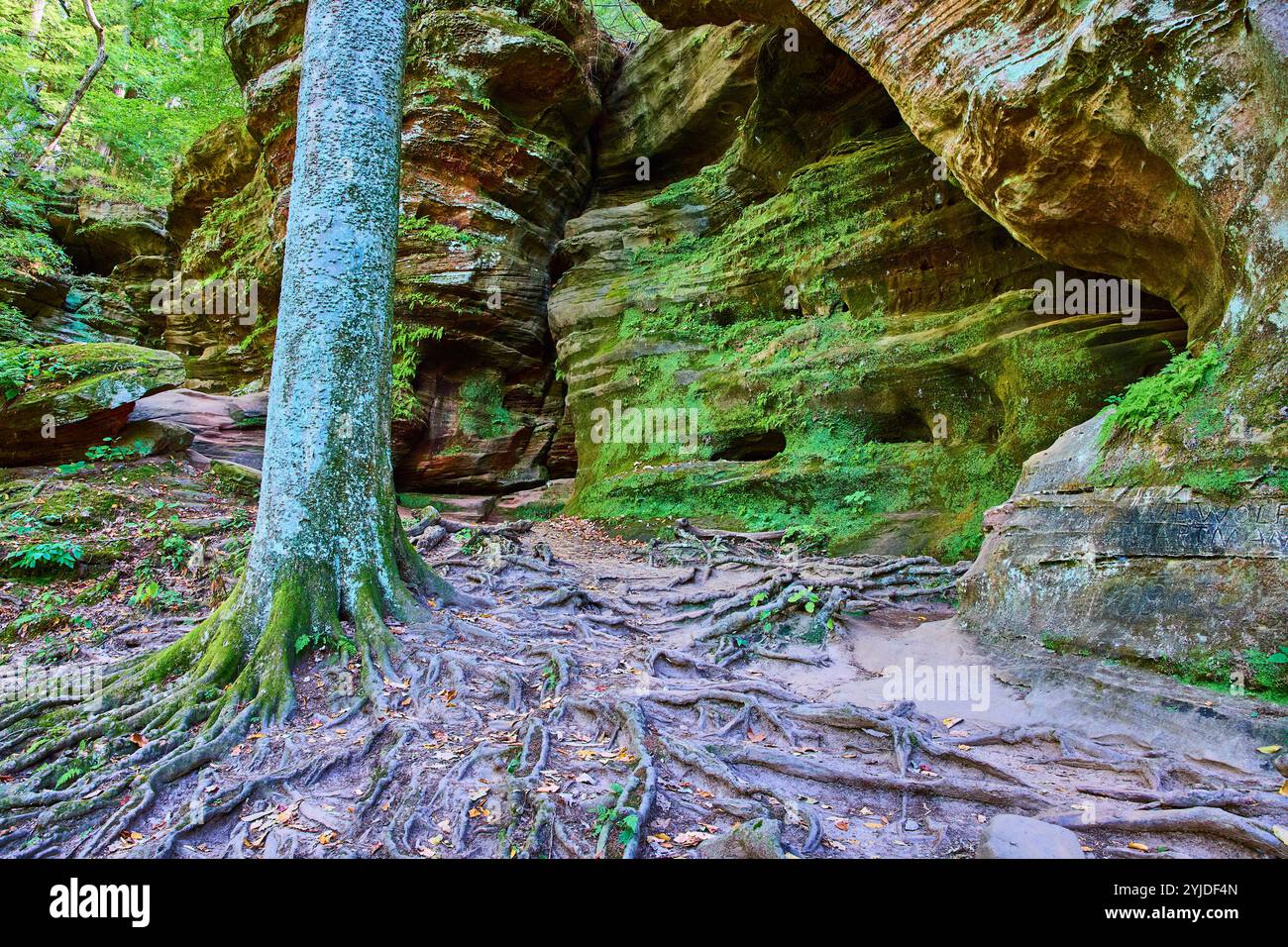 Ancient Tree Roots and Mossy Rocks in Hocking Hills Forest Eye-Level ...