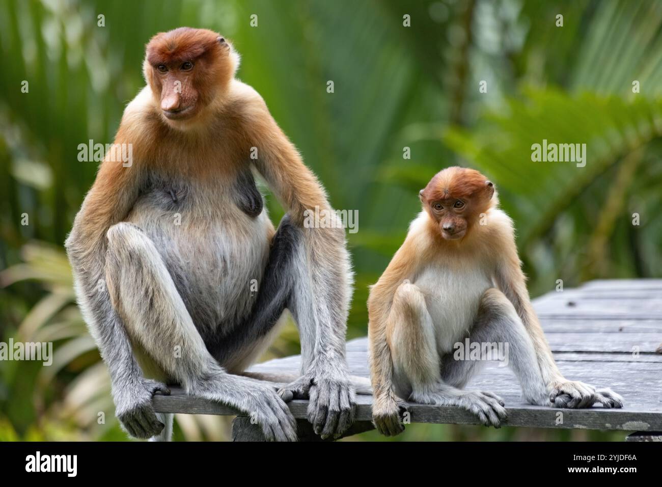 Two cute Proboscis Monkey in Borneo rainforest Sandakan Malaysia Stock ...