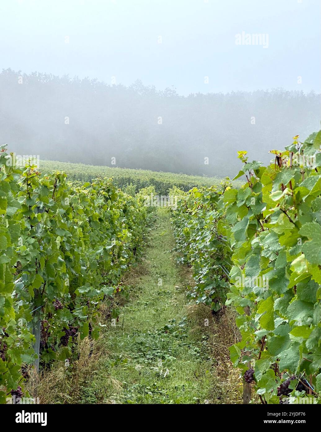 Vendanges en france hi-res stock photography and images - Alamy