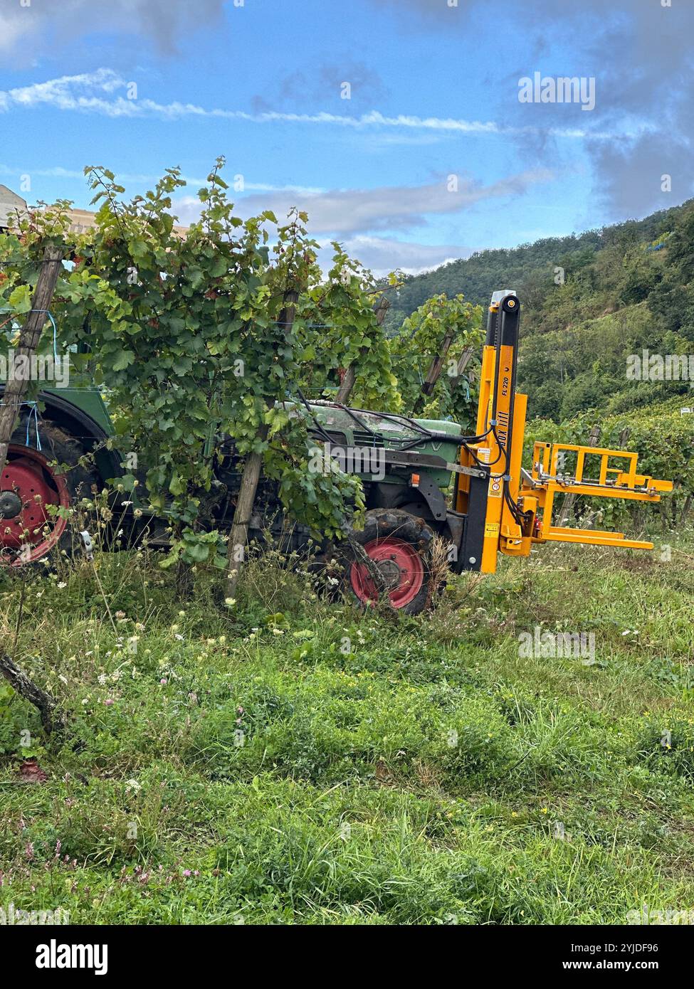 vendanges septembre 2024 Stock Photo - Alamy