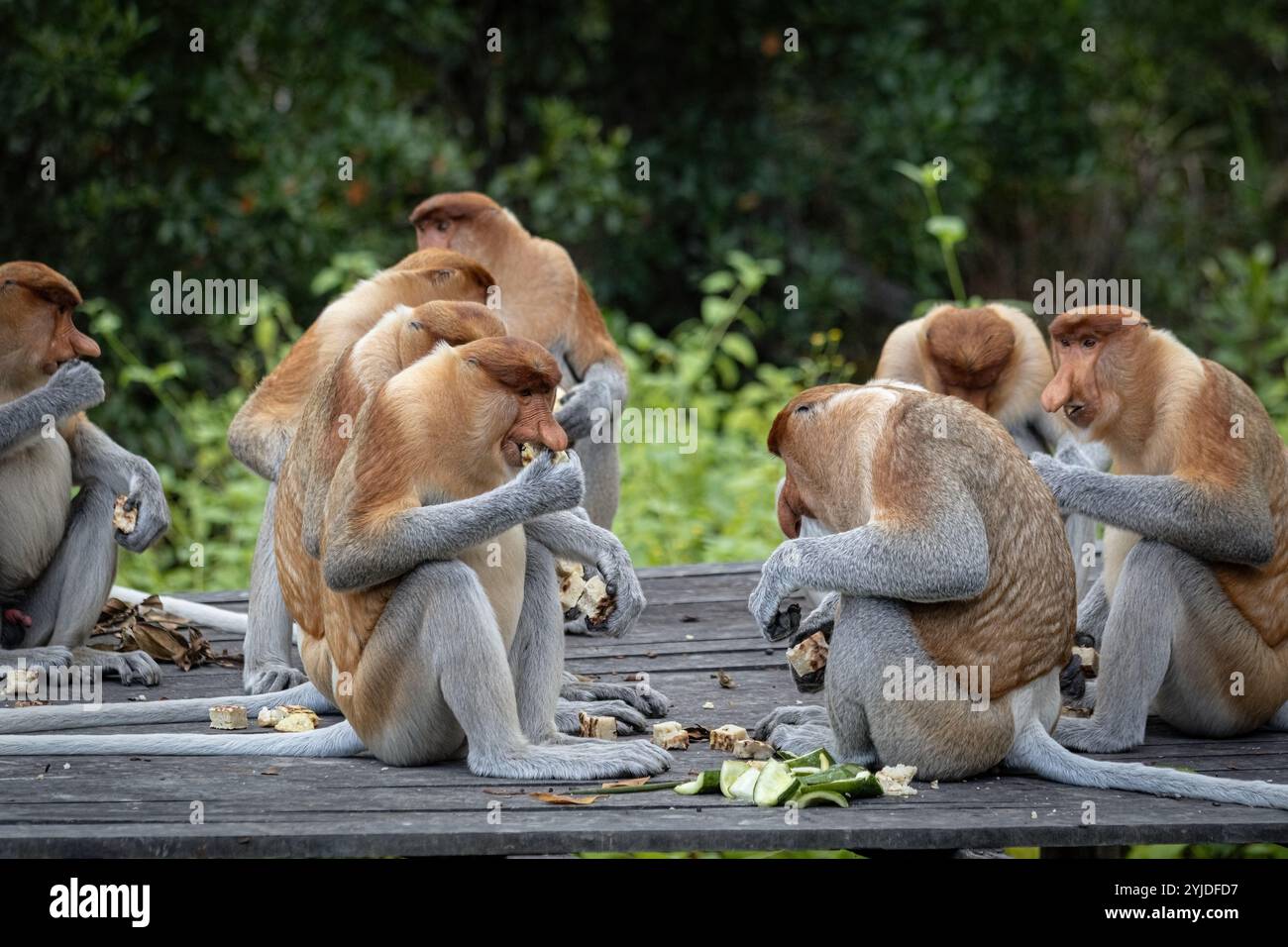 Group of Proboscis Monkeys in Borneo rainforest Sandakan Malaysia Stock ...