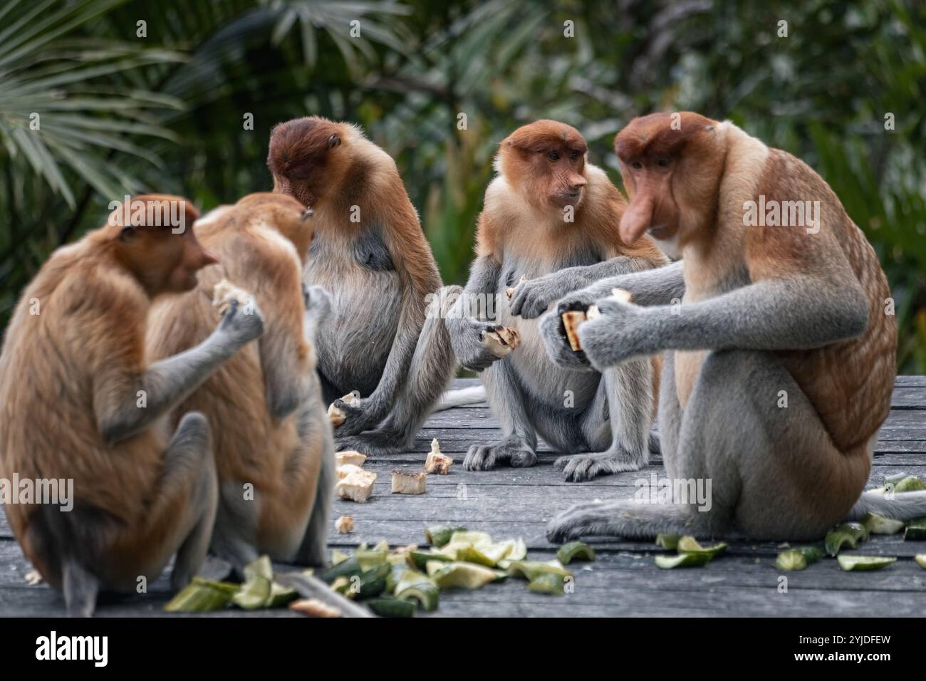 Group of Proboscis Monkeys in Borneo rainforest Sandakan Malaysia Stock ...