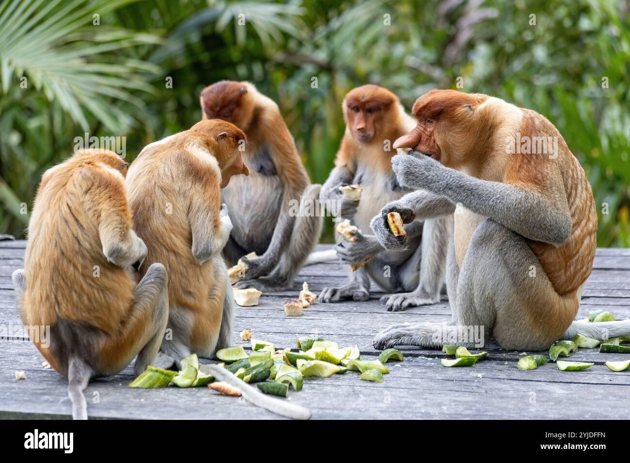 Group of Proboscis Monkeys in Borneo rainforest Sandakan Malaysia Stock ...