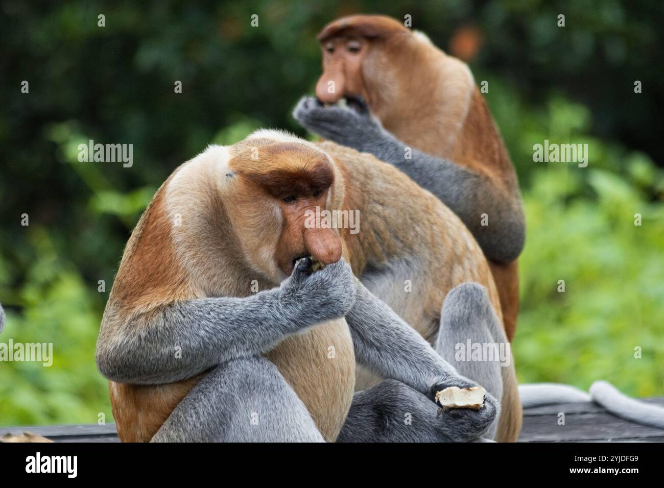 Group of Proboscis Monkeys eating fruits at the sanctuary in Borneo ...