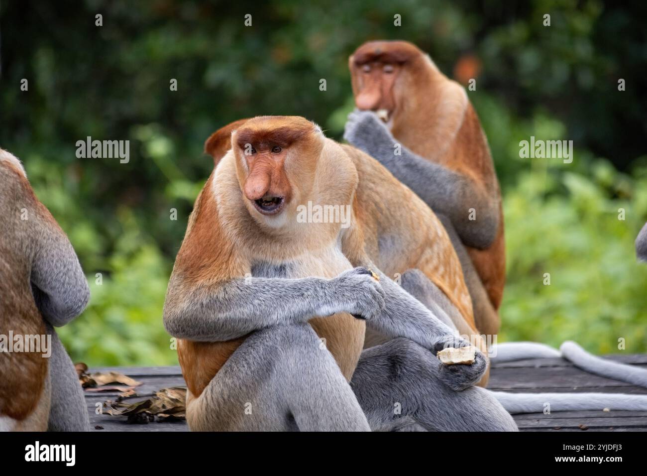 Two cute Proboscis Monkey in Borneo rainforest Sandakan Malaysia Stock ...