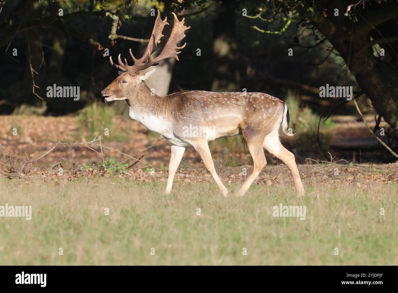 Buck (Male Fallow) Deer at Dagnam Park (The Manor) LNR Harold Hill ...