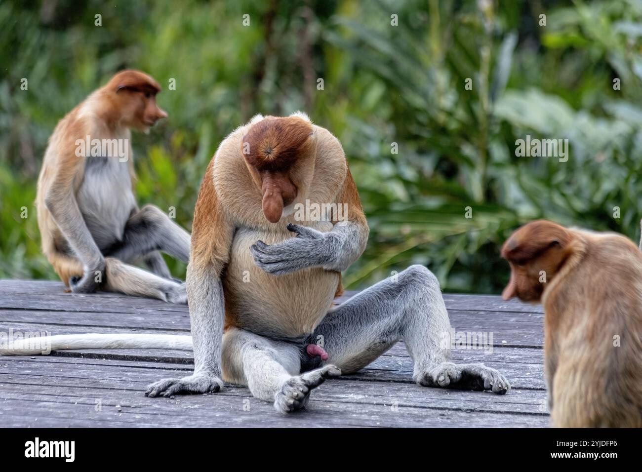 Group proboscis monkey nasalis larvatus hi-res stock photography and ...