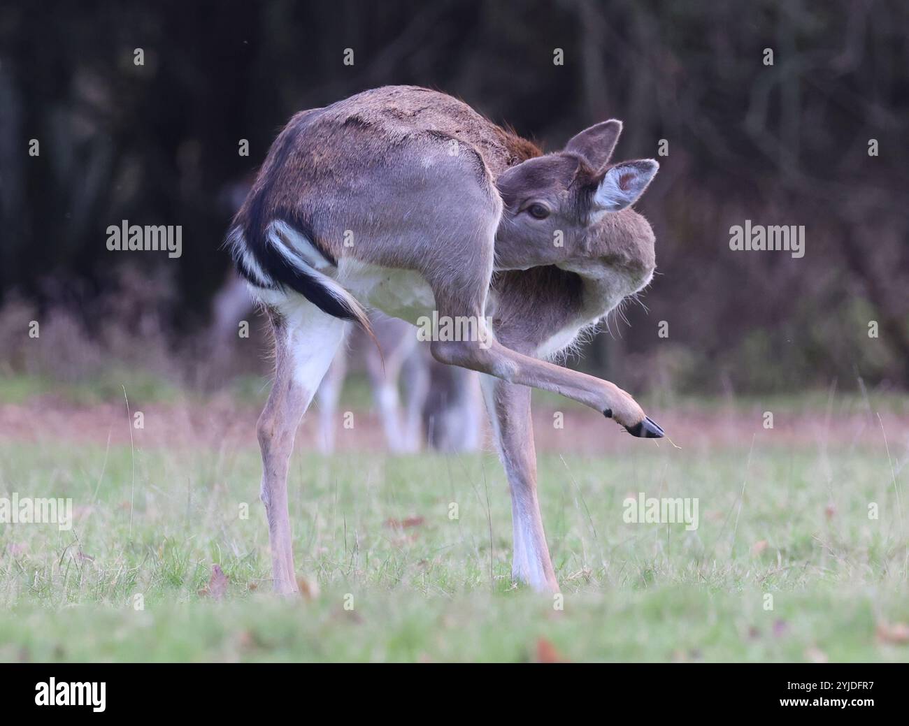 Deer at Dagnam Park The Manor Harold Hill Romford Essex on 14th ...