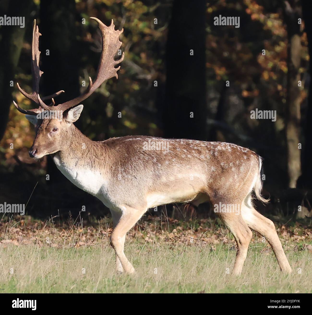 Buck (Male Fallow) Deer at Dagnam Park (The Manor) LNR Harold Hill ...