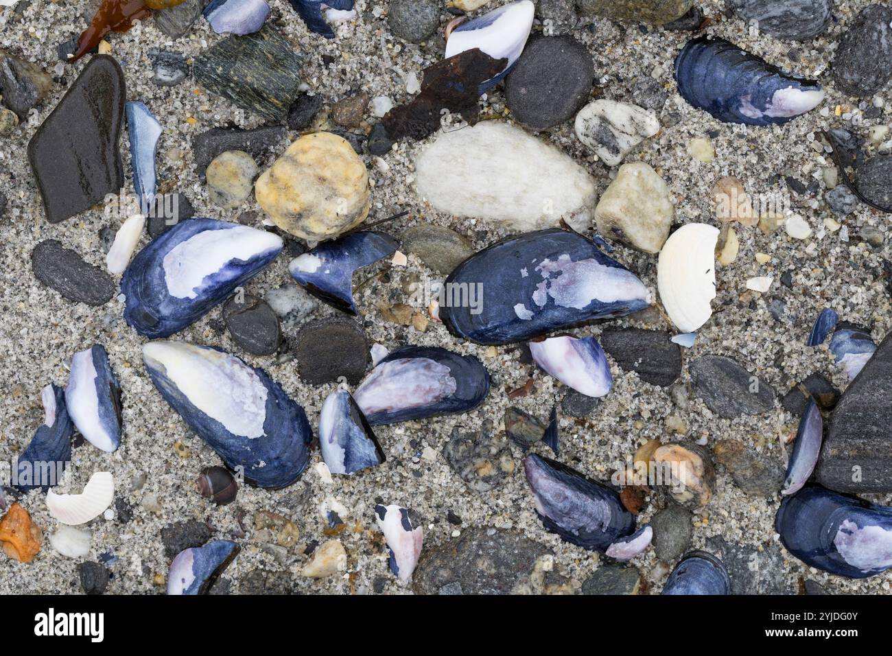 Schalen mollusken hi-res stock photography and images - Alamy