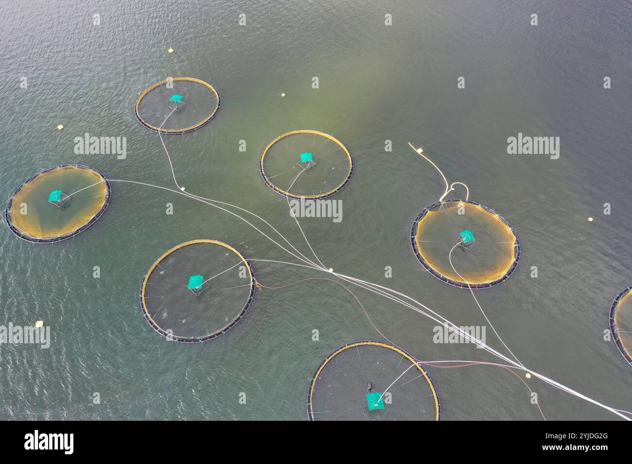 Lachszucht, Aquakultur, Aqua-Kultur, Aquafarming, Aqua-Farming ...