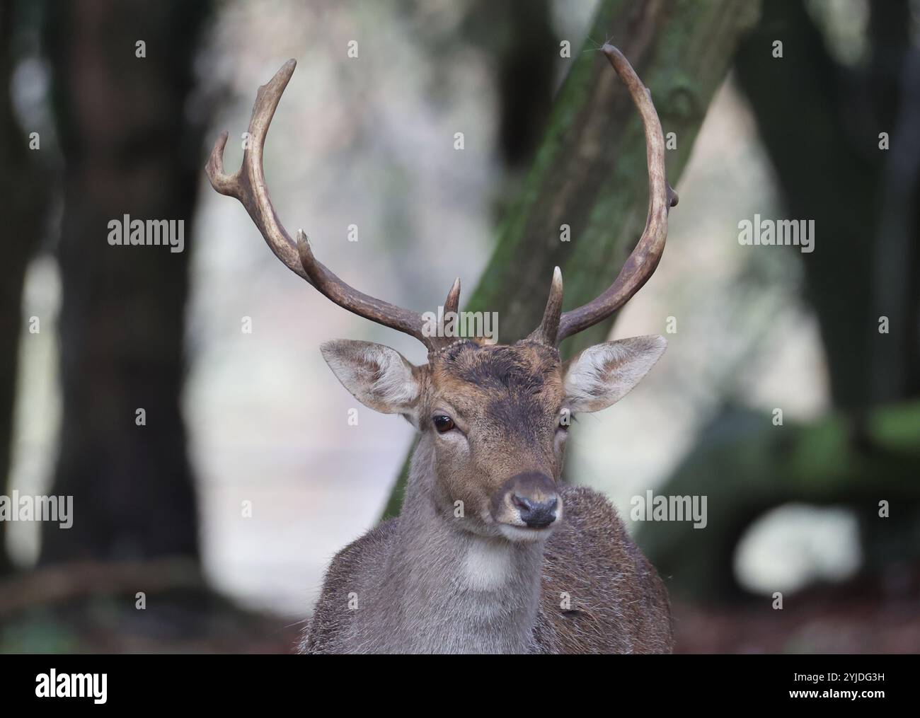 Buck (Male Fallow) Deer at Dagnam Park (The Manor) LNR Harold Hill ...