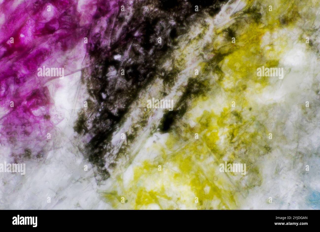 Coloured ink test lines on a newspaper, under a microscope at 40 times ...