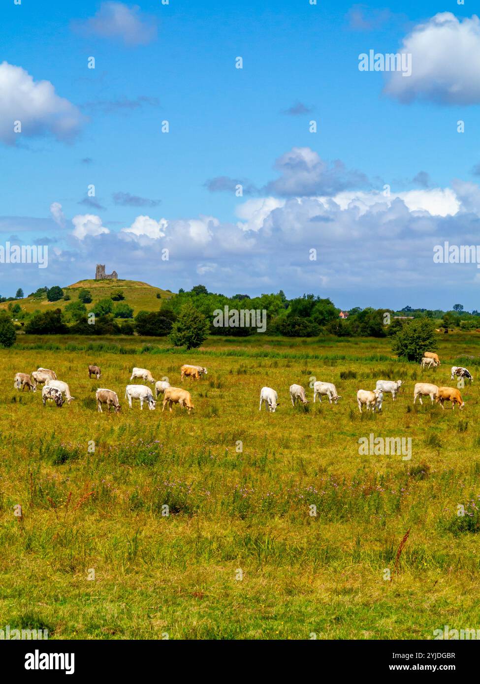 Cattle grazing in a field near Burrow Mump a hill and historic site at ...